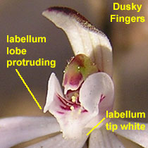 What’s flowering now? | Natural Newstead