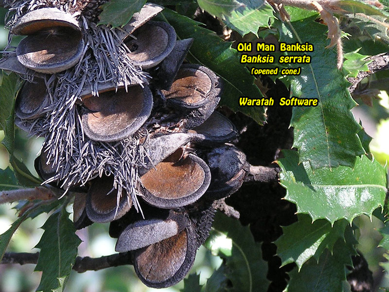 Old Man Banksia