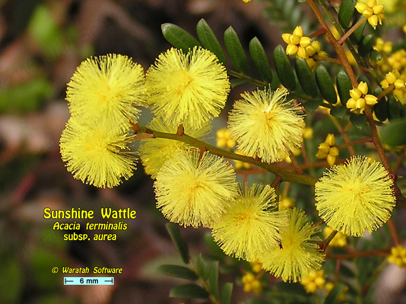 Blue Mountains Wildflowers - Acacias & Pea Flowers (family Fabaceae)